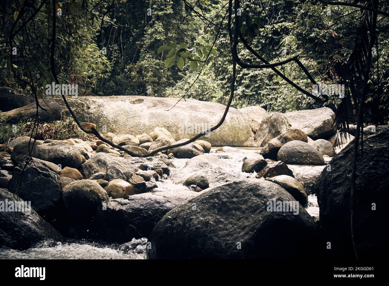 A stream flowing through a forest Stock Photo - Alamy