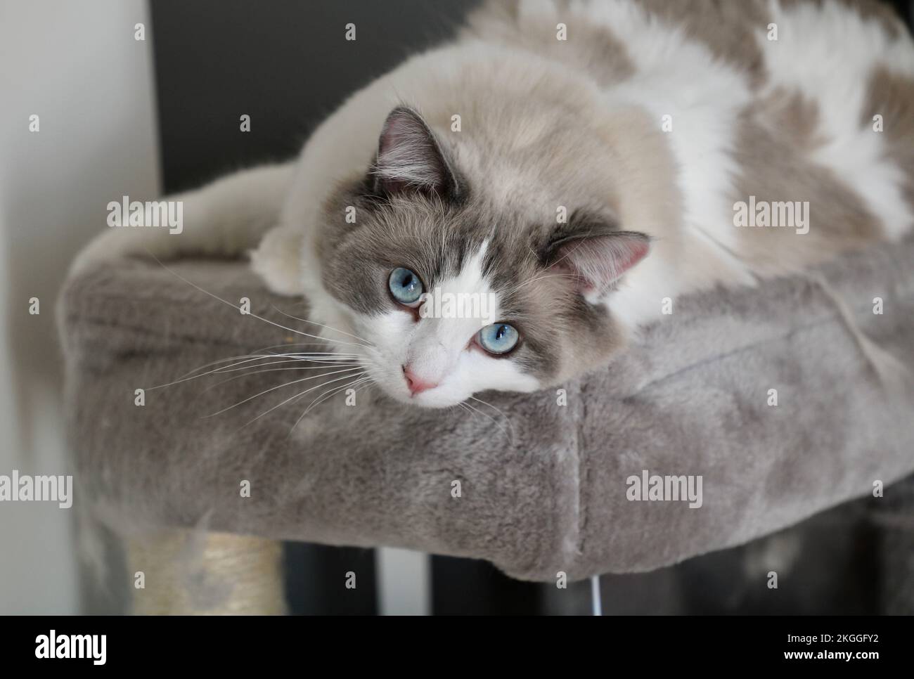 A closeup shot of an ragdoll adorable cat with blue eyes laying on a ...