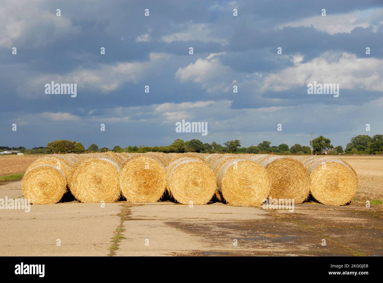 Former World War II airfield, Norfolk, England now used as farm with ...
