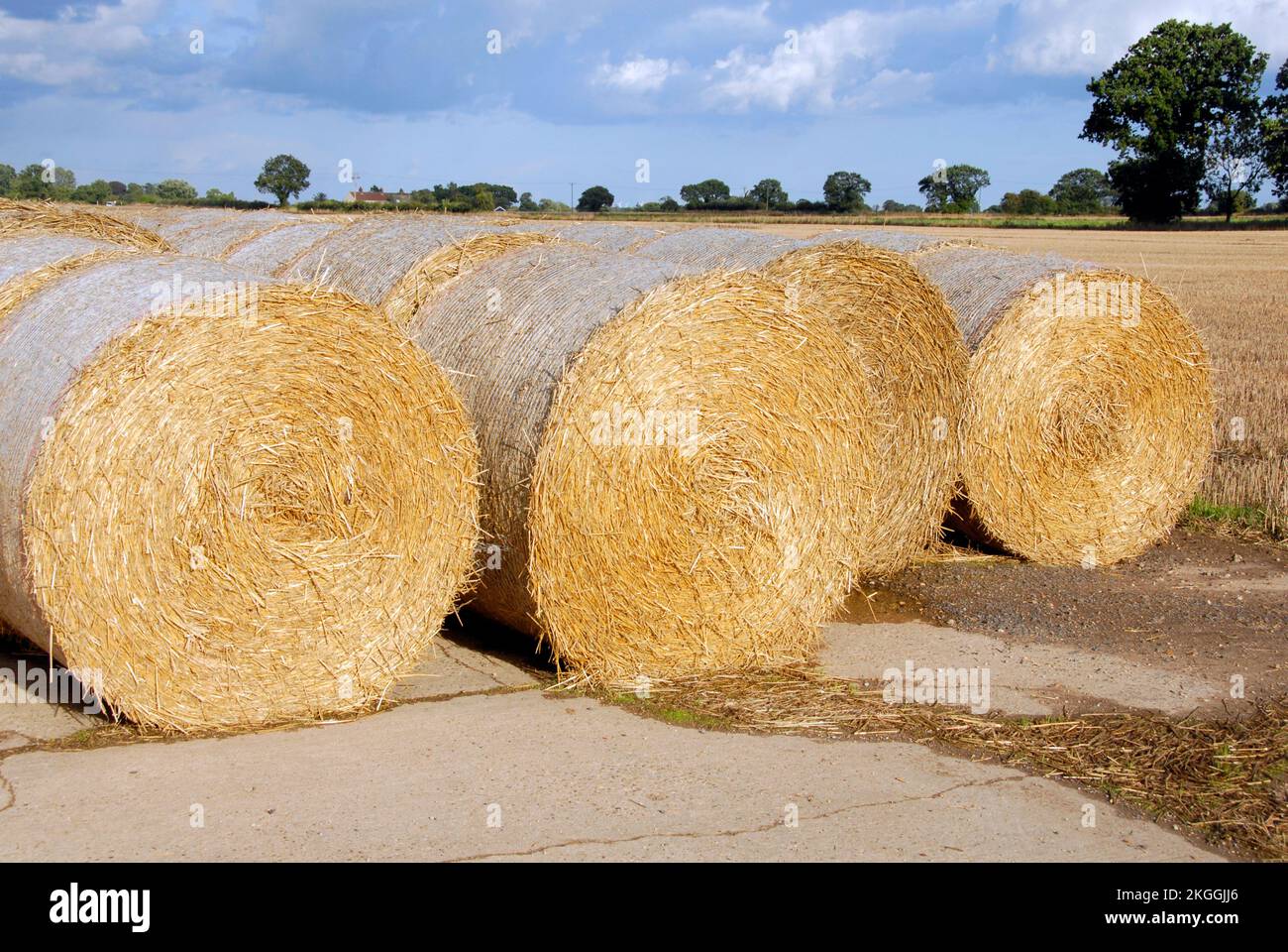 Former World War II airfield, Norfolk, England now used as farm with ...