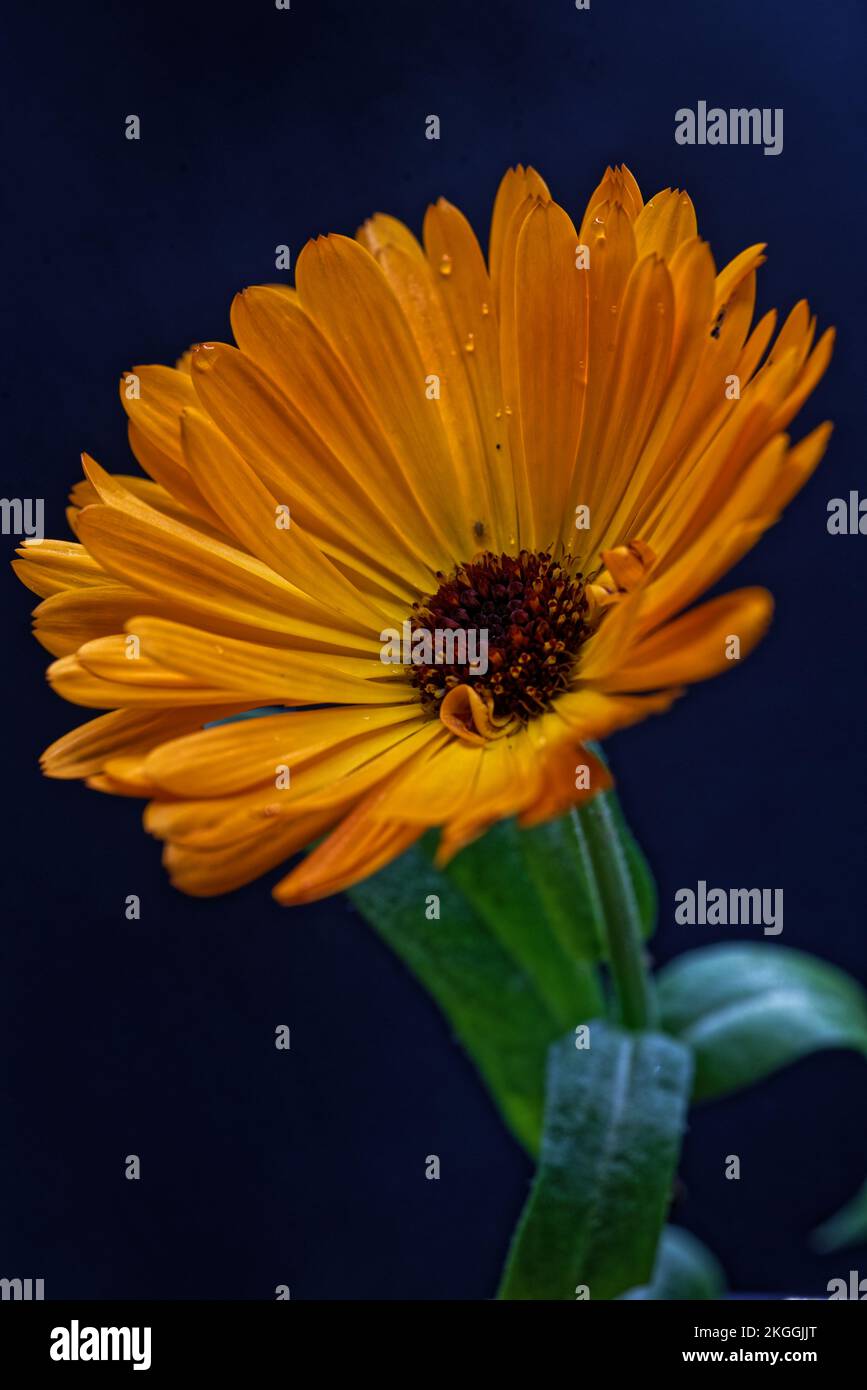 English Marigold, Calendula Stock Photo - Alamy