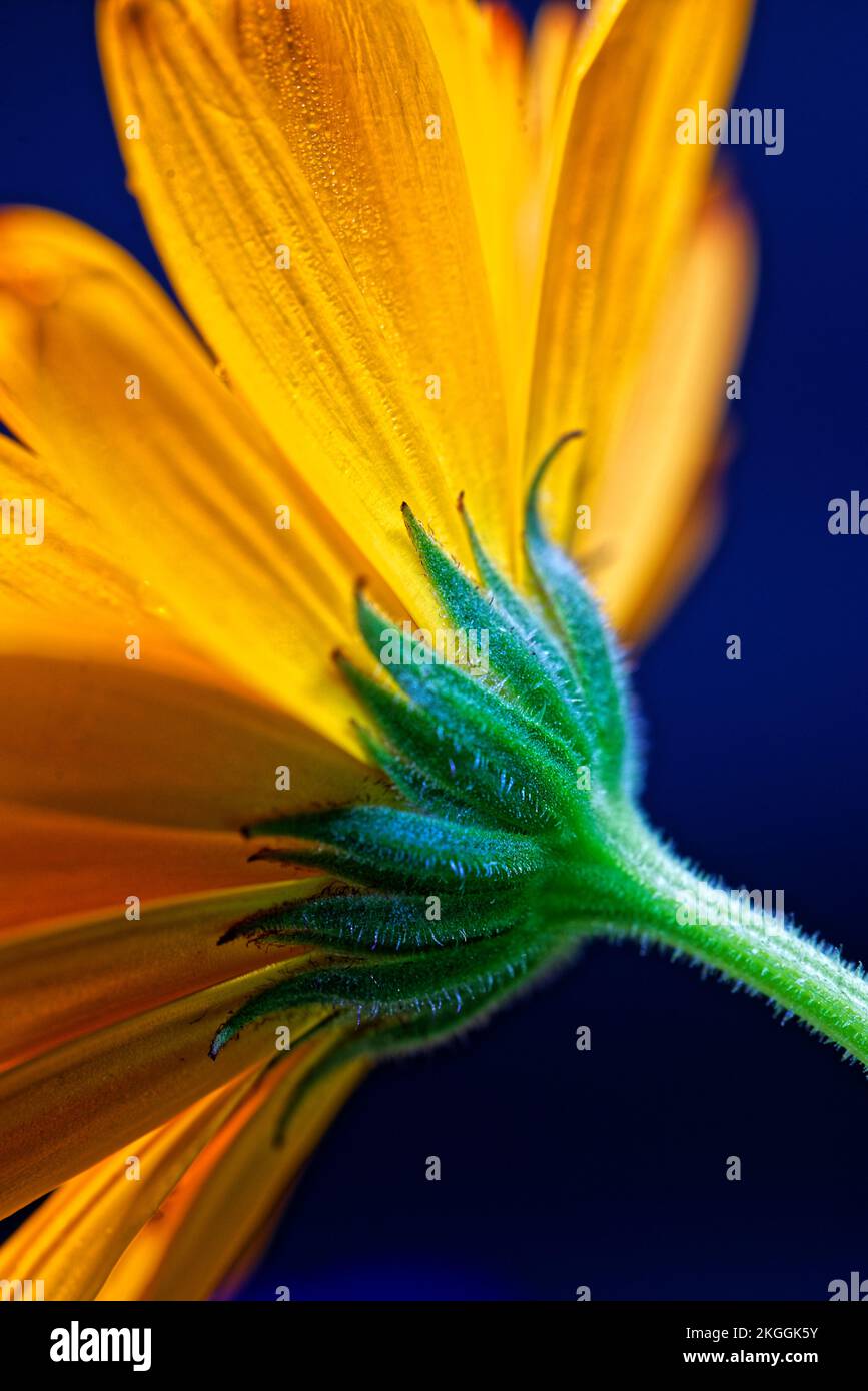 English Marigold, Calendula Stock Photo - Alamy