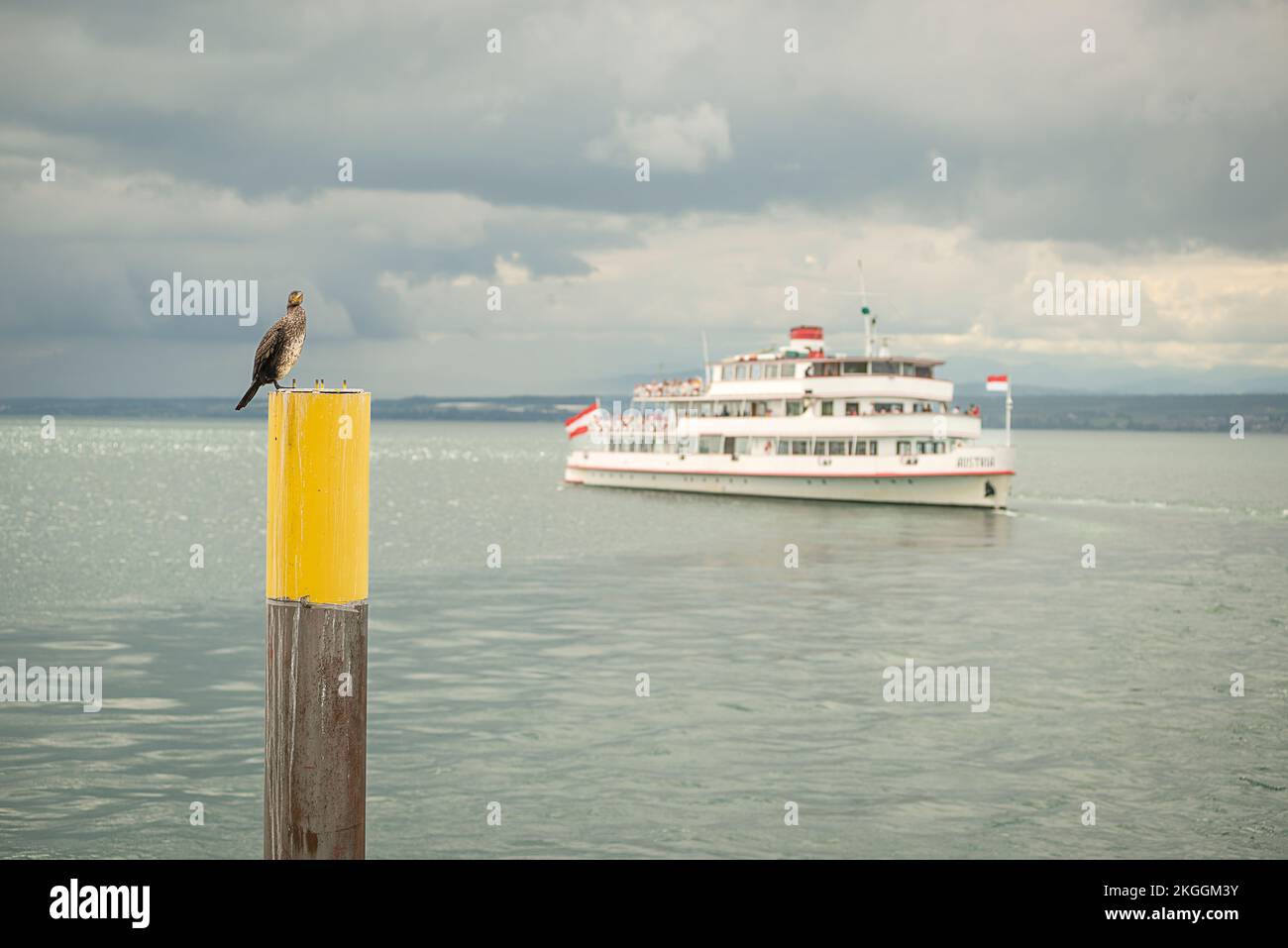 A Great cormorant bird standing on yellow metal pole by the sea with a ...
