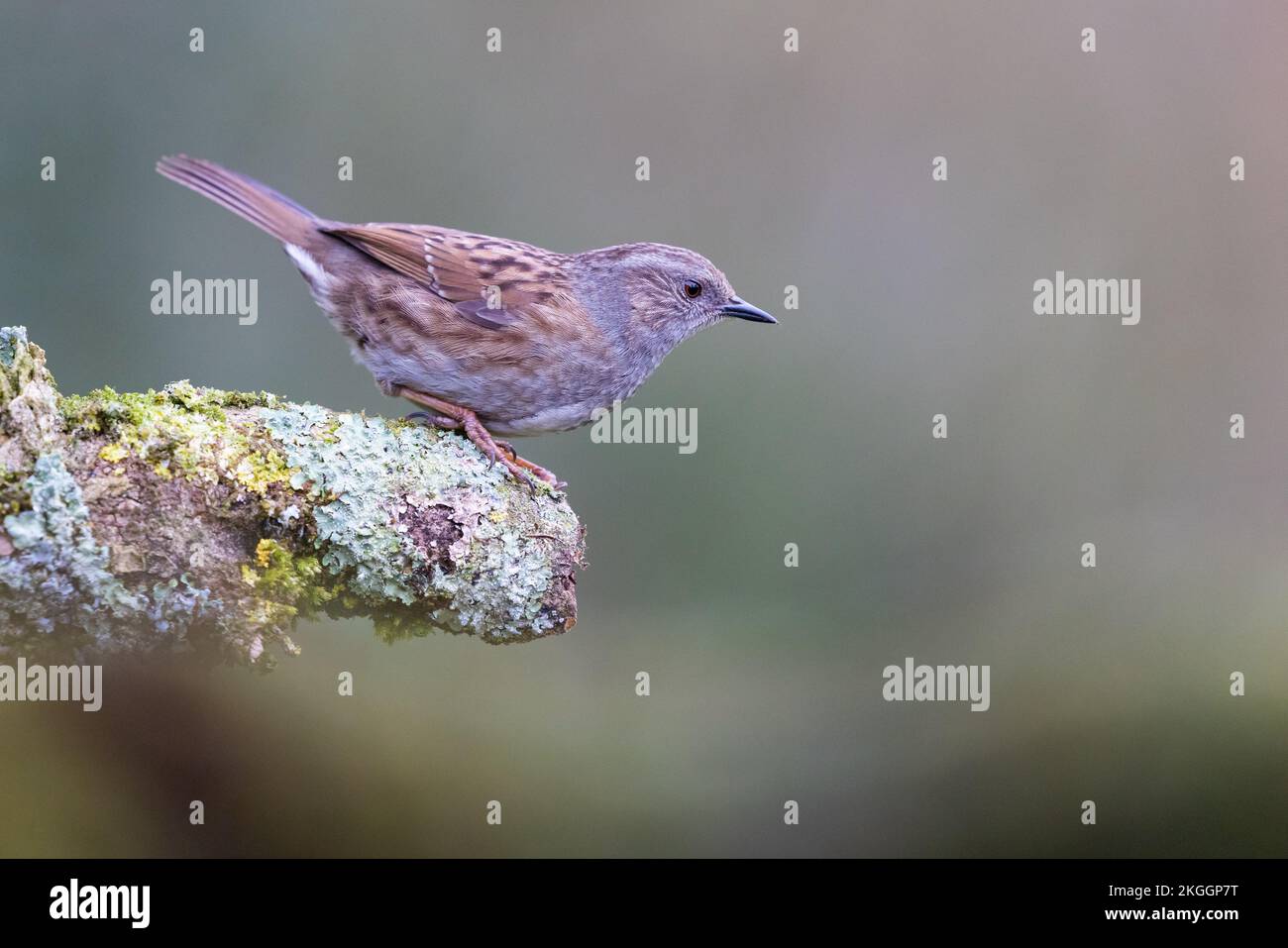 Dunnock [ Prunella modularis ] on mossy stump Stock Photo - Alamy