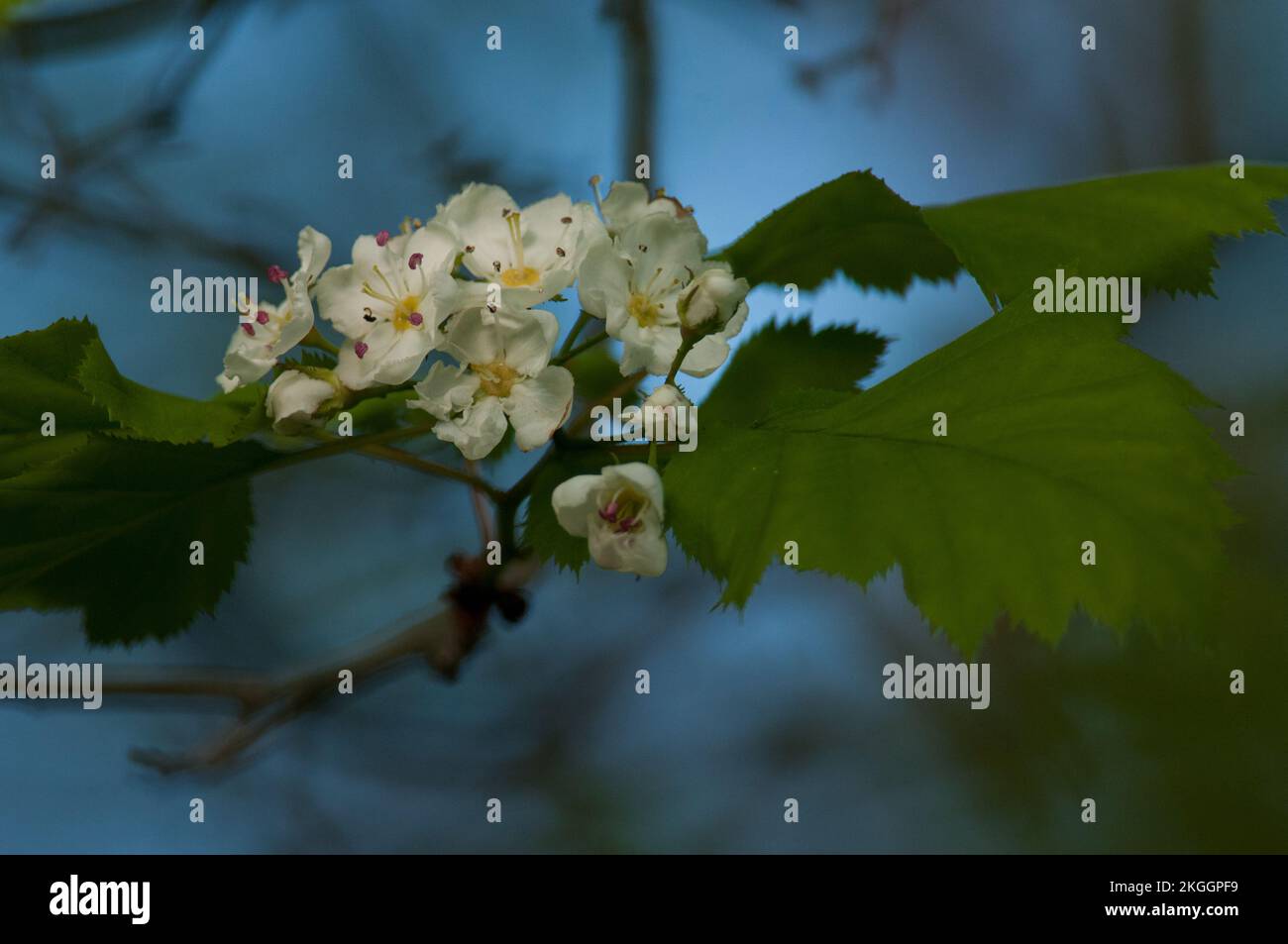 Small cluster of blossoms hi-res stock photography and images - Alamy