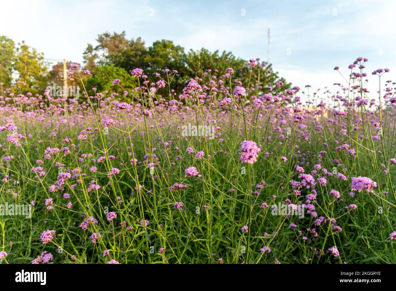 Verbena bonariensis violetta in the garden field of violet flowers of ...