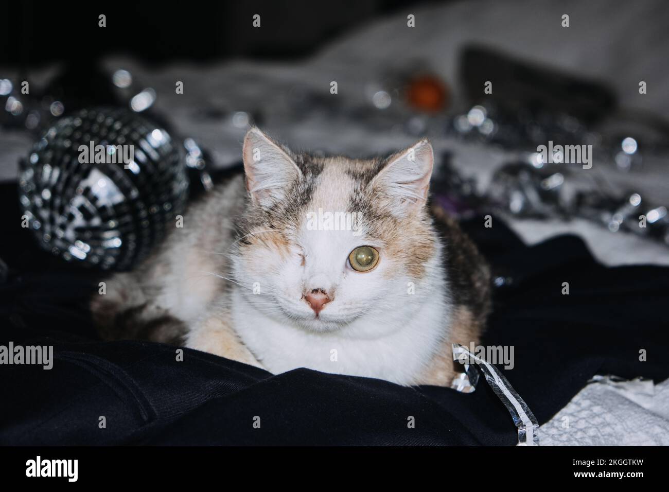 Disabled cats. Caring for special needs pets. Cats Protection. One-eyed ...