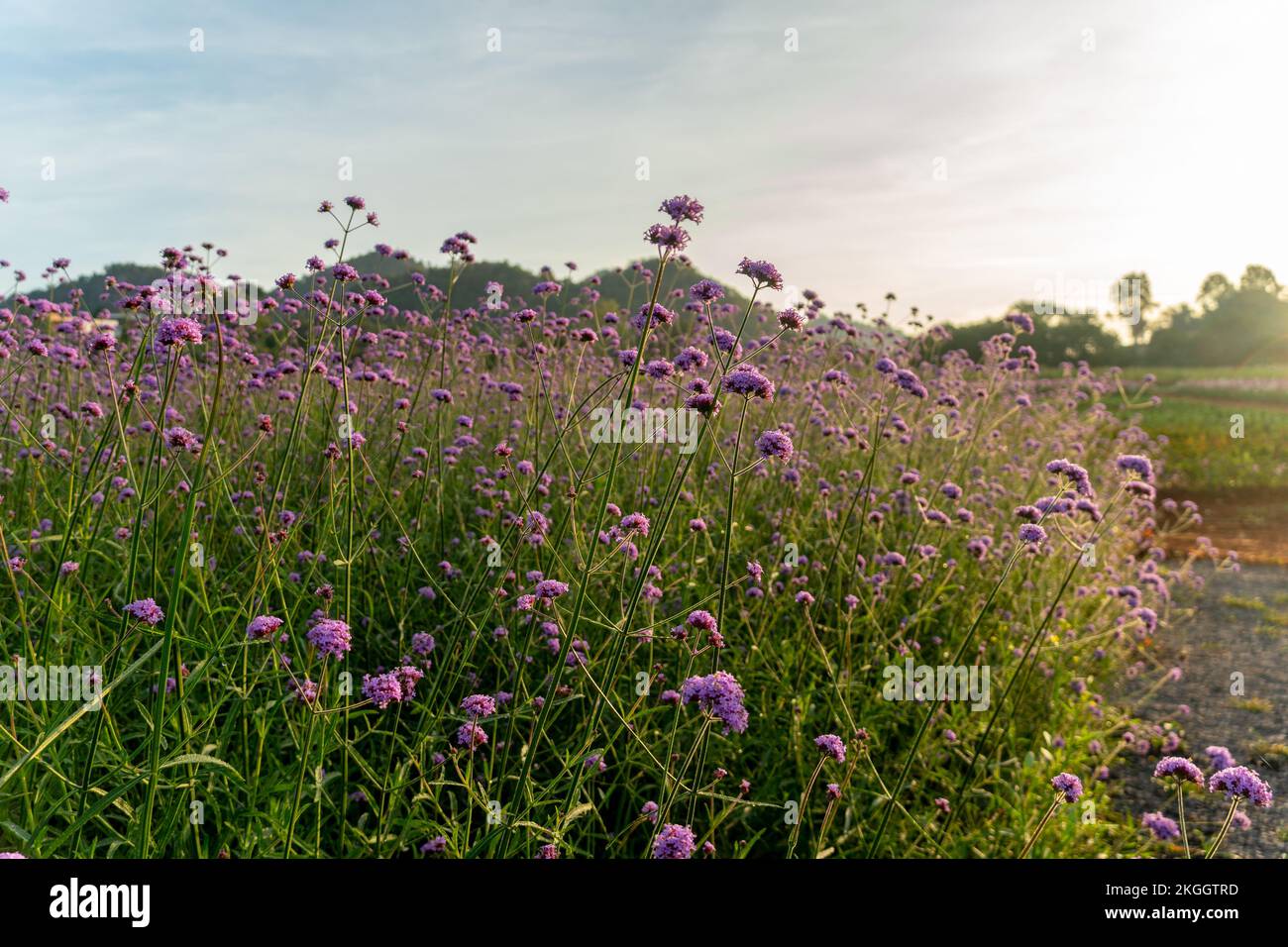 Verbena bonariensis violetta in the garden field of violet flowers of ...
