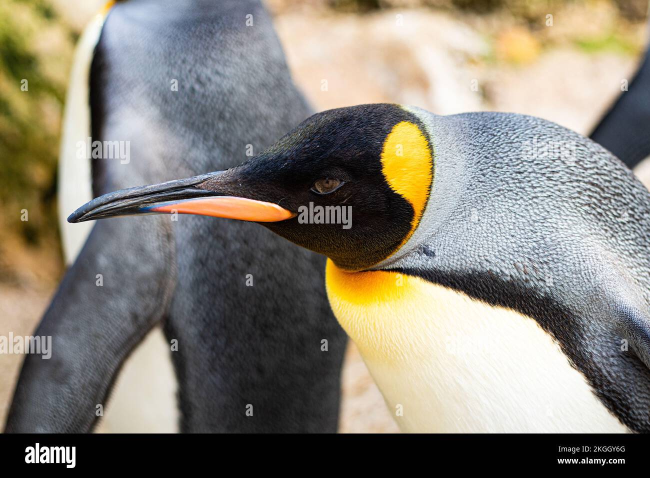 A portrait of a King-Emperor Penguin looking left with it's long beak ...