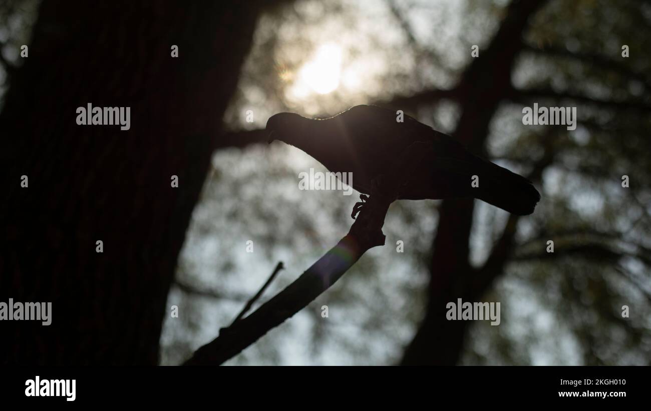 Robin in flight illustration hi-res stock photography and images - Alamy