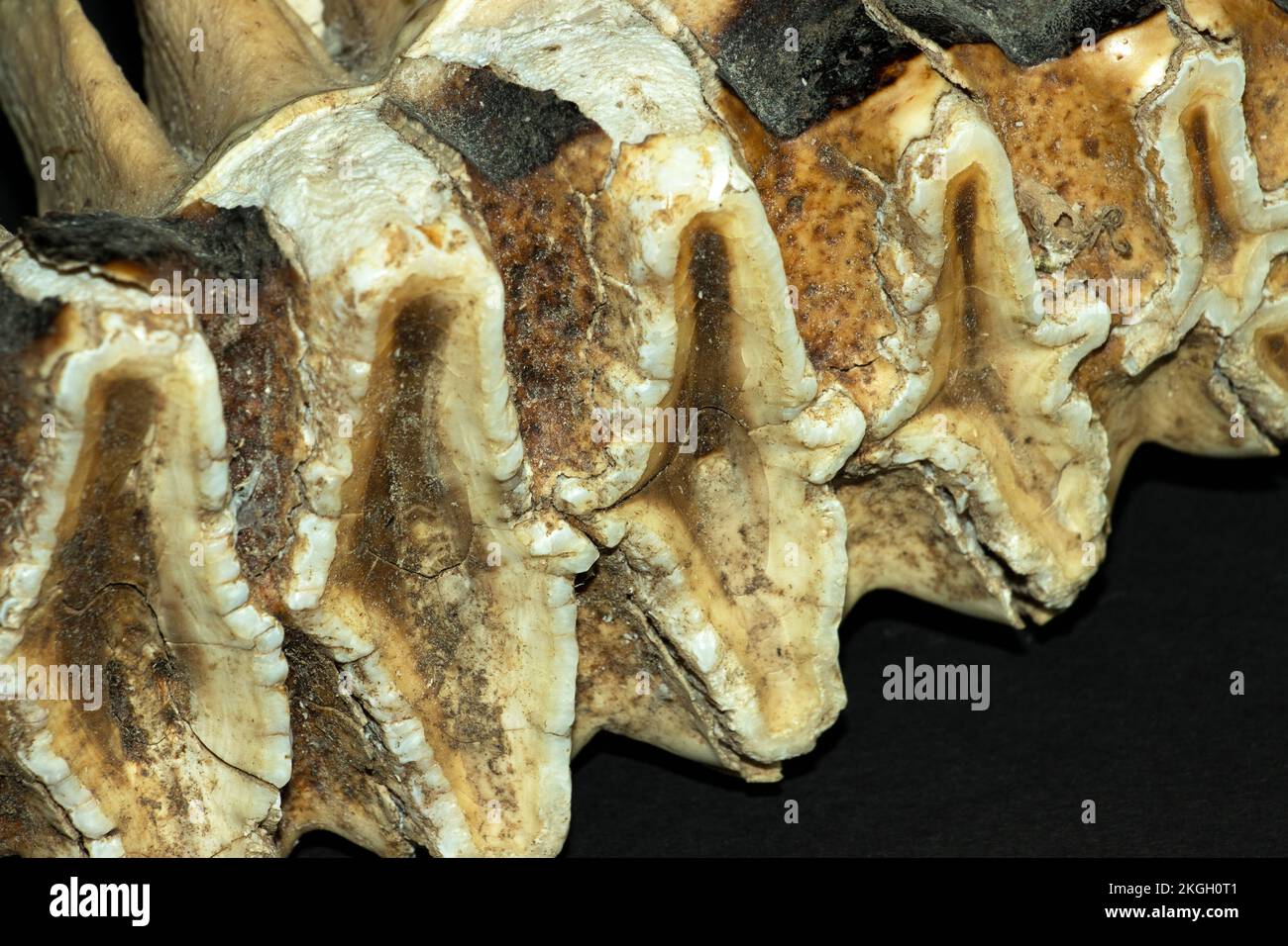 Evolution of foot structure hi-res stock photography and images - Alamy