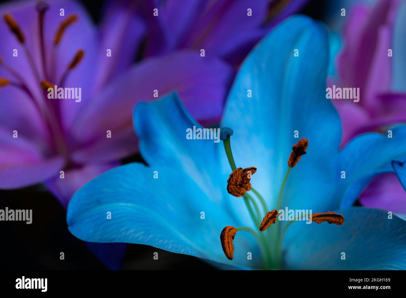 Purple flowers with black background hi-res stock photography and ...