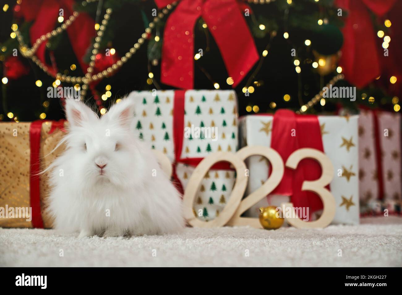 Front view of lovely, furry rabbit sitting on white carpet looking at ...