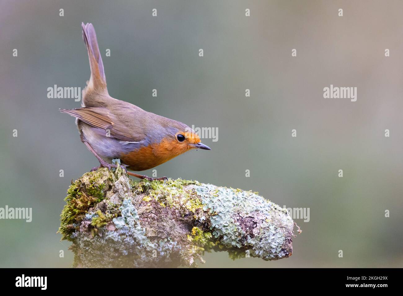 European Robin [ Erithacus rubecula ] on mossy stump preparing to take ...