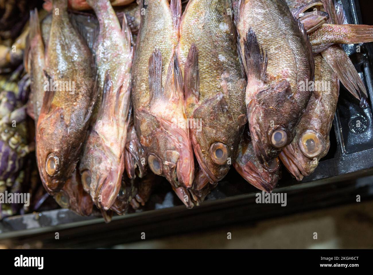 Fresh fish at the Central Market (Mercado Central) in Santiago de Chile ...