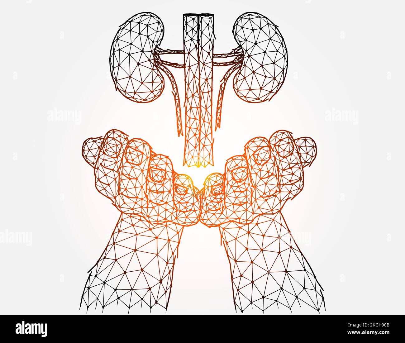 Polygonal vector illustration of a hand with human kidneys. Organ ...