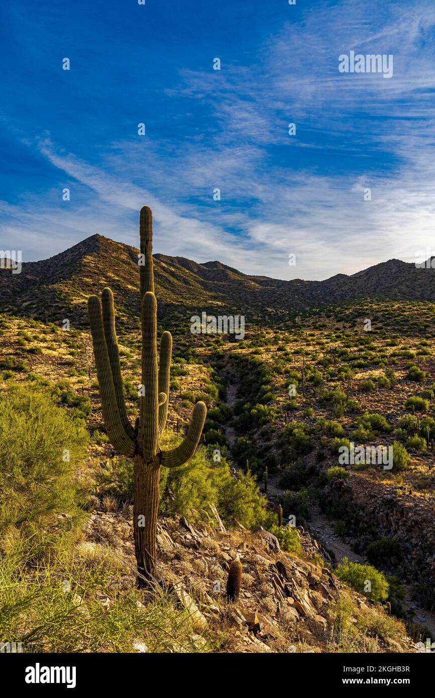 A vertical shot of Sonoran desert landscapes in Scottsdale, Arizona ...