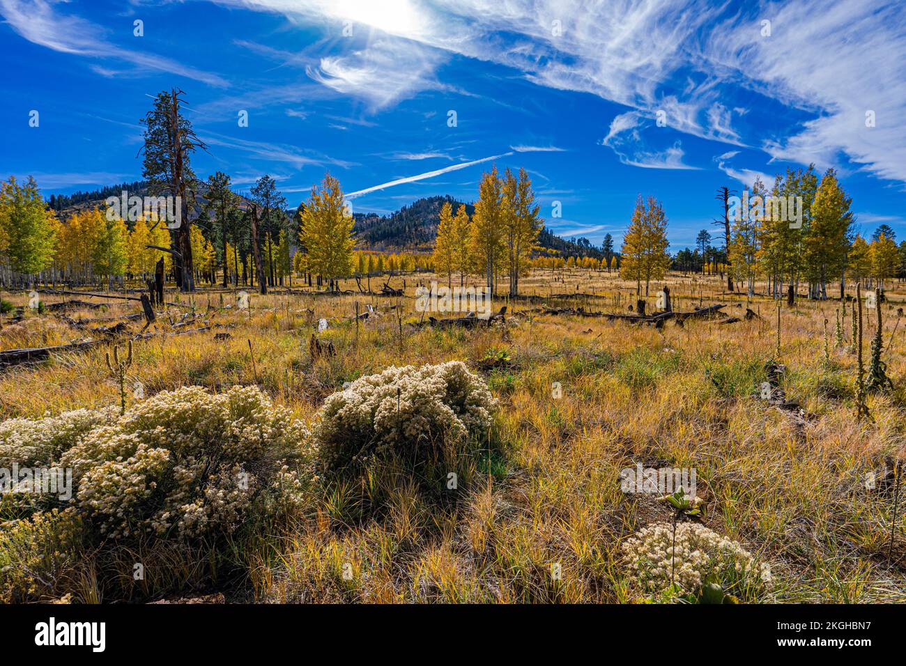 A beautiful shot of Coconino National Forest north of Flagstaff ...