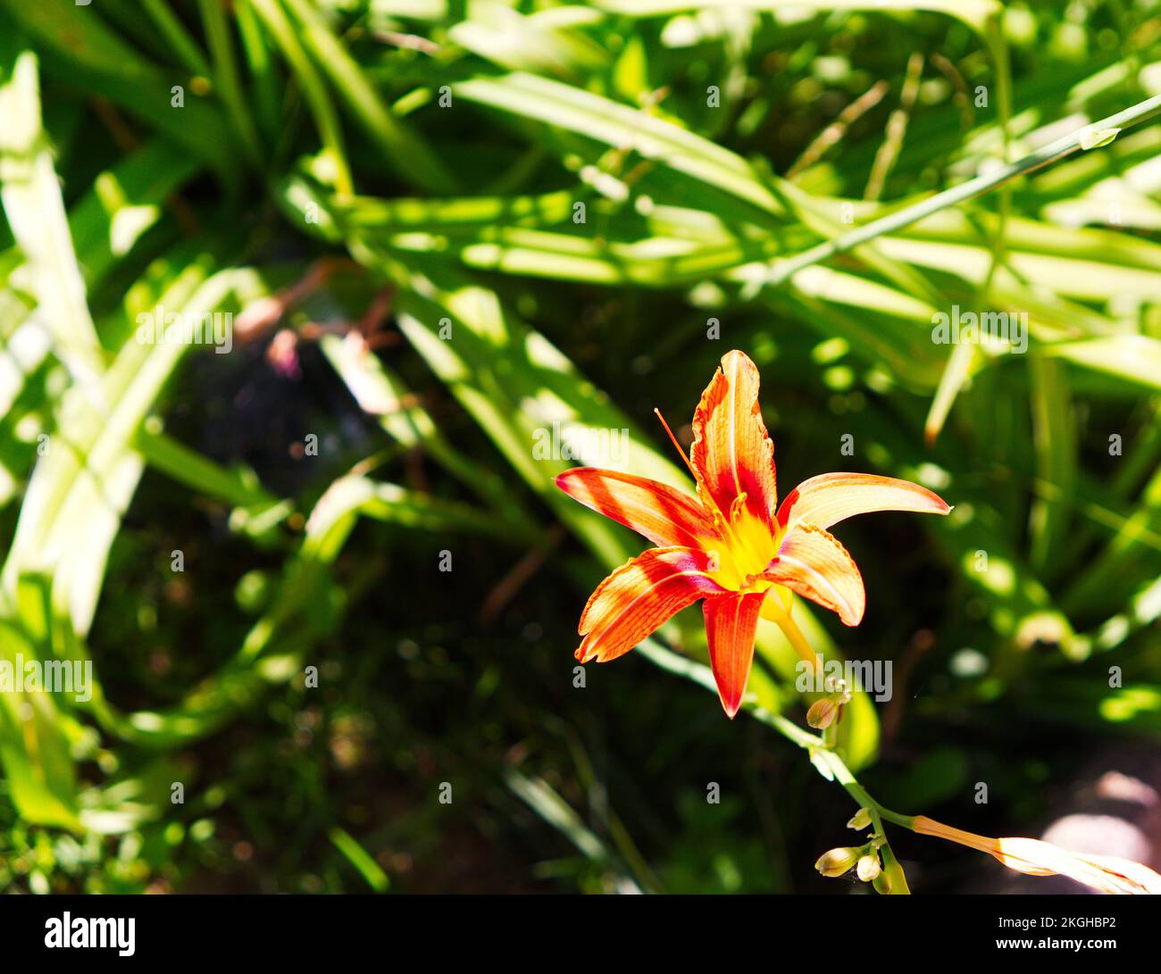 A closeup of Hemerocallis fulva, an orange day-lily against the blurry ...
