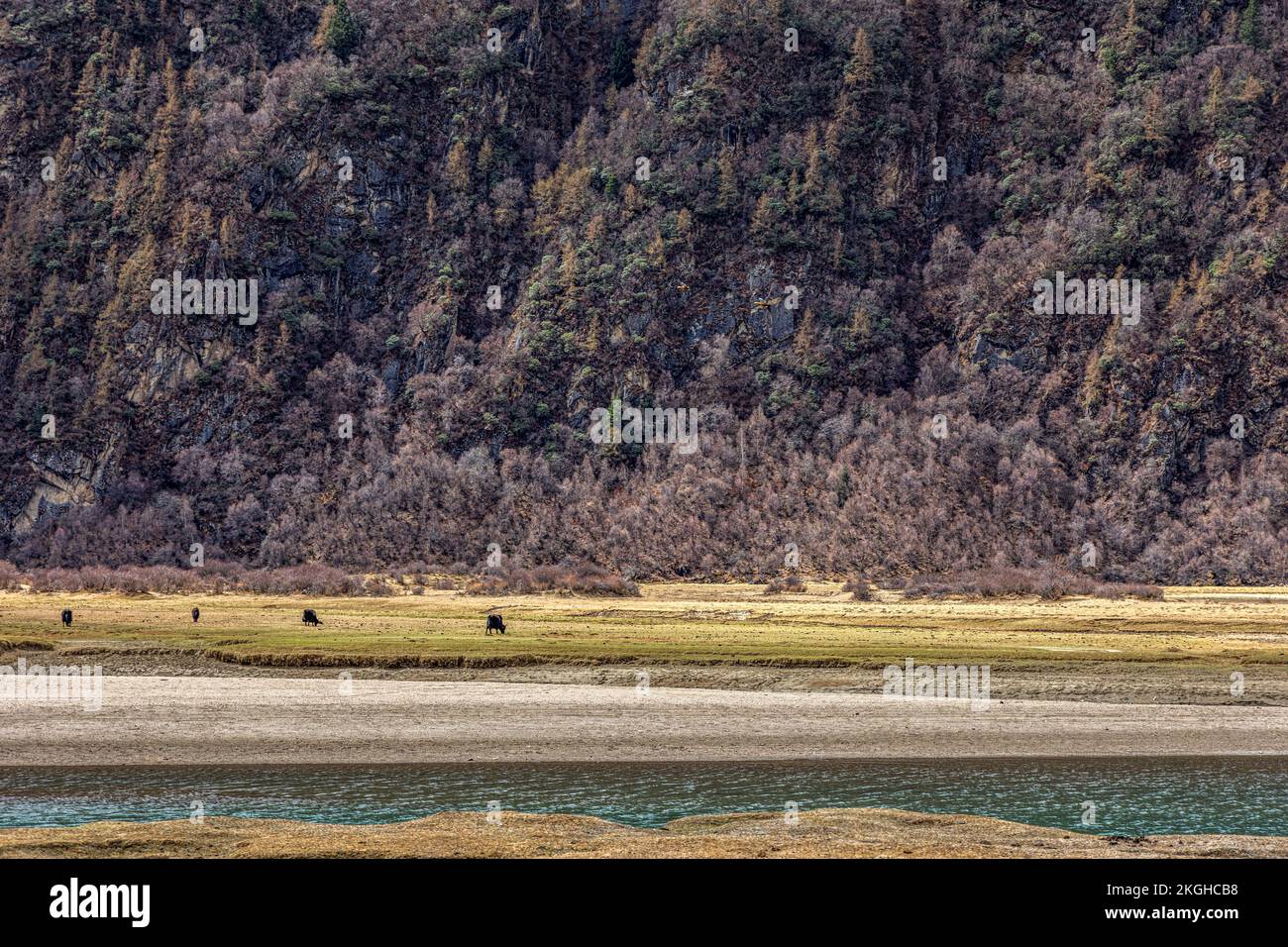 A beautiful shot of the Zhula river in National Wetland Park in Tibet ...