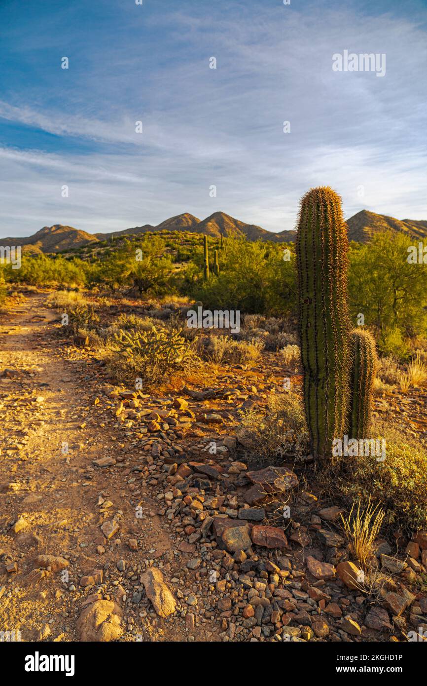 A vertical shot of Sonoran desert landscapes in Scottsdale, Arizona ...