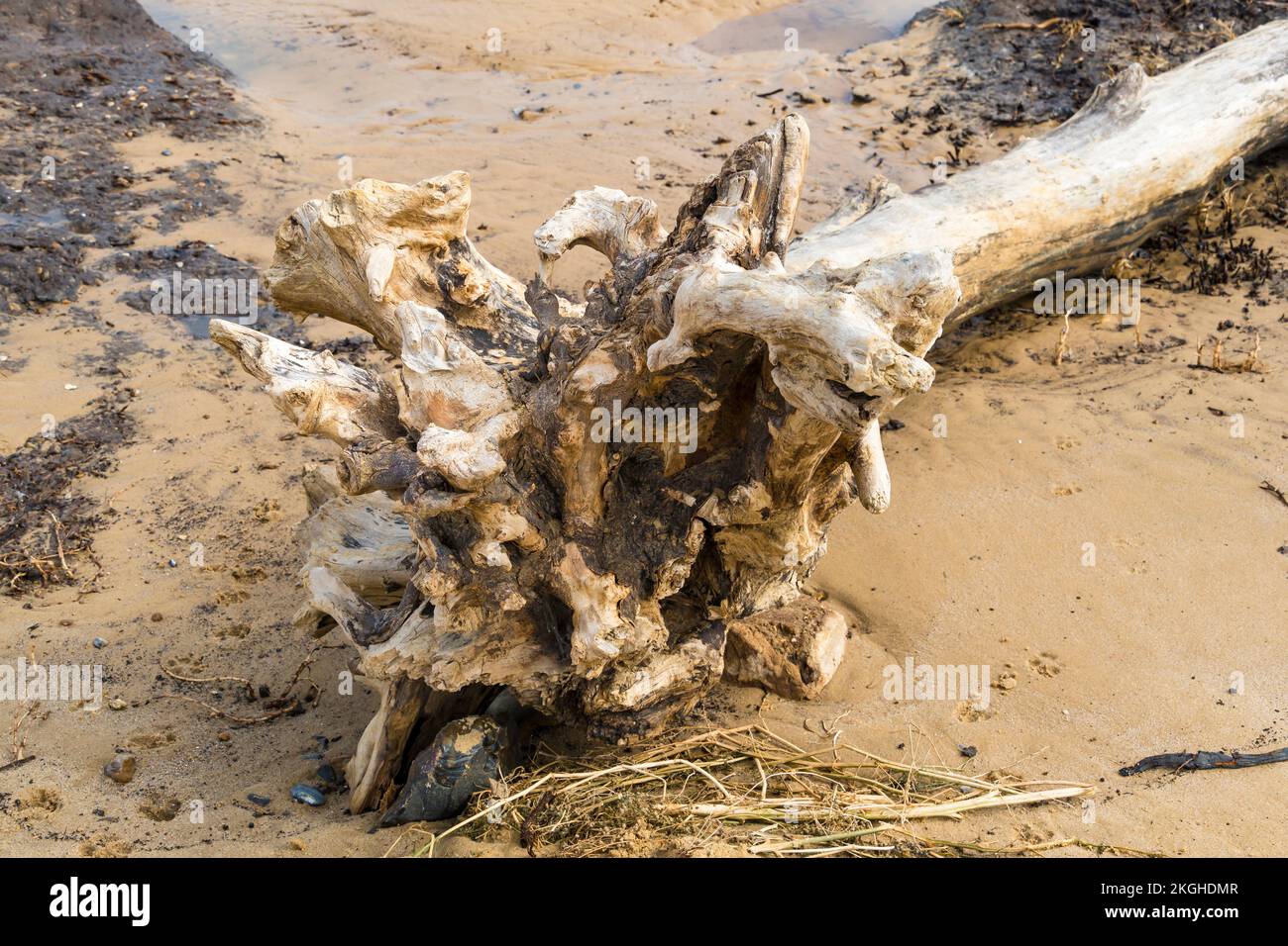 Root ball of dead tree washed up on Covehithe beach Suffolk 2022 Stock ...