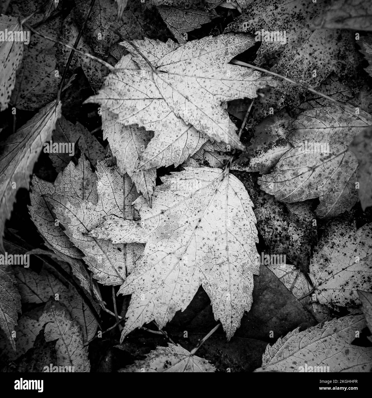 A grayscale top view of fallen leaves on the ground Stock Photo - Alamy