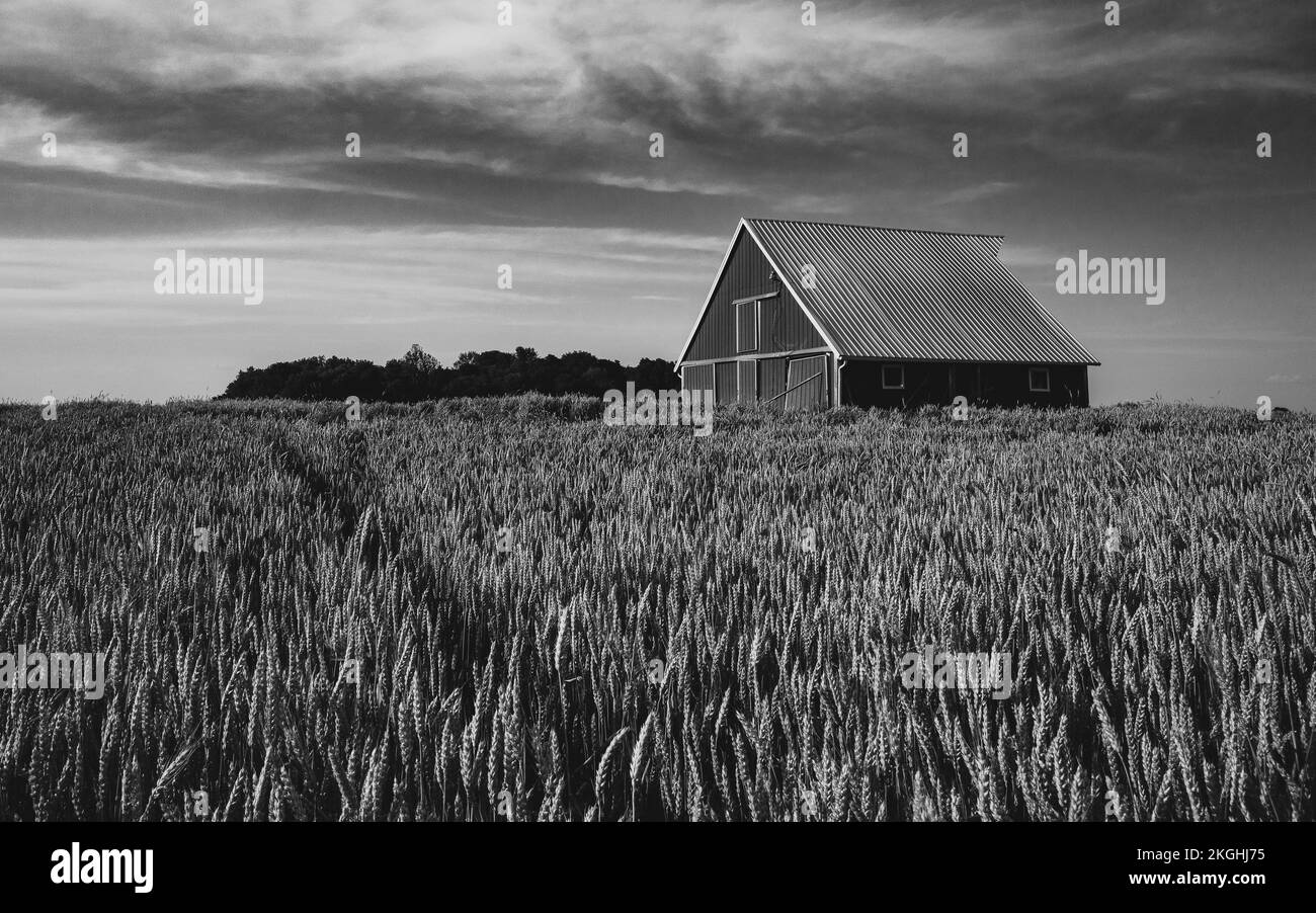 A grayscale of an abandoned farmhouse surrounds crops in agricultural ...