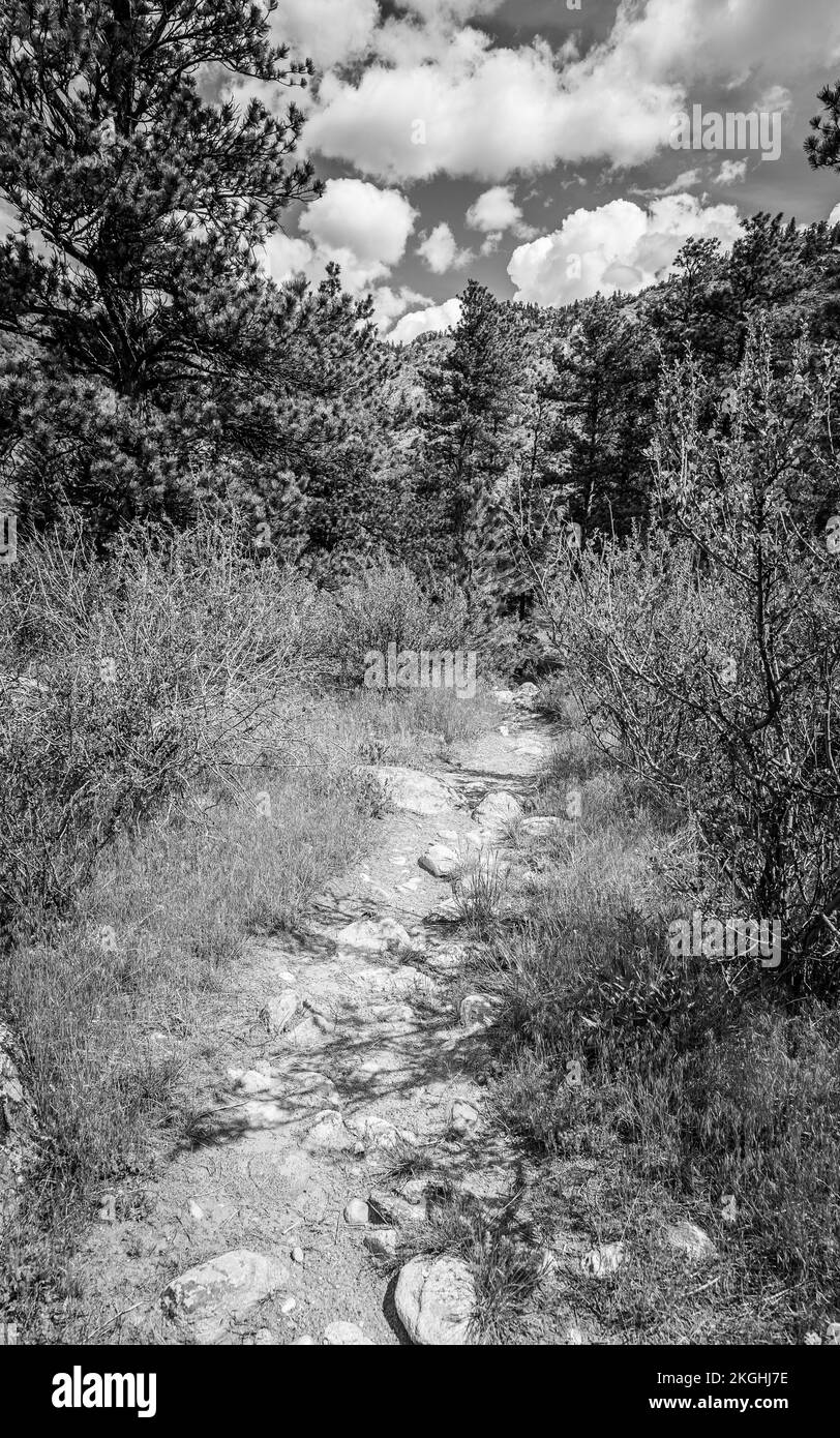 A grayscale vertical shot of a trace trail way in a garden under the ...