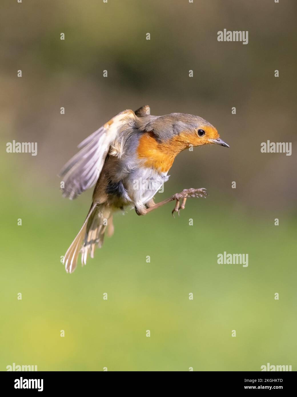 European robin [ Erithacus rubecula ] in flight Stock Photo - Alamy