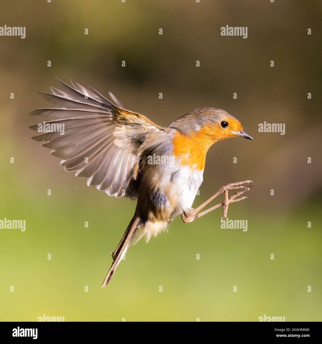 Robin flying uk hi-res stock photography and images - Alamy