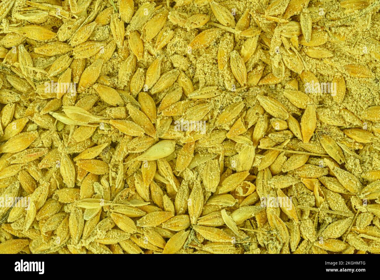 Full frame of rotten barley grains. Moldy barley grains. Mycotoxins ...