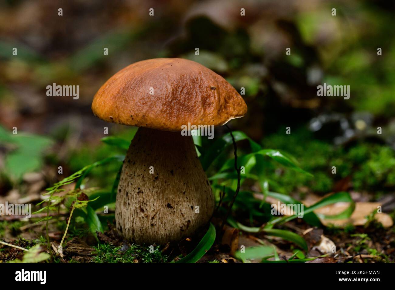 Edible mushrooms, boletus as the king of mushrooms, dietary and ...