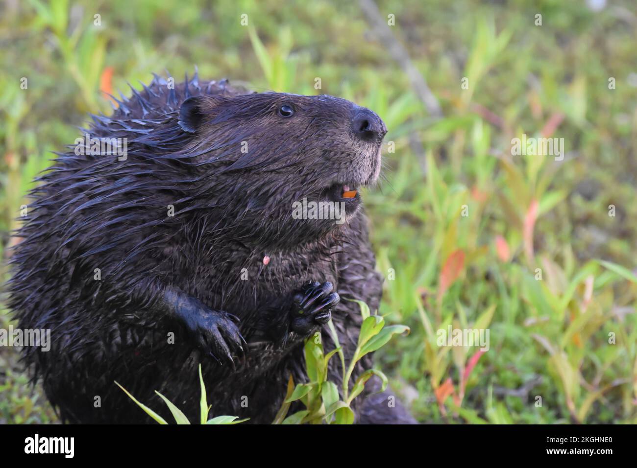 A Beaver showing its teeth while eating food outdoors at Huntley ...
