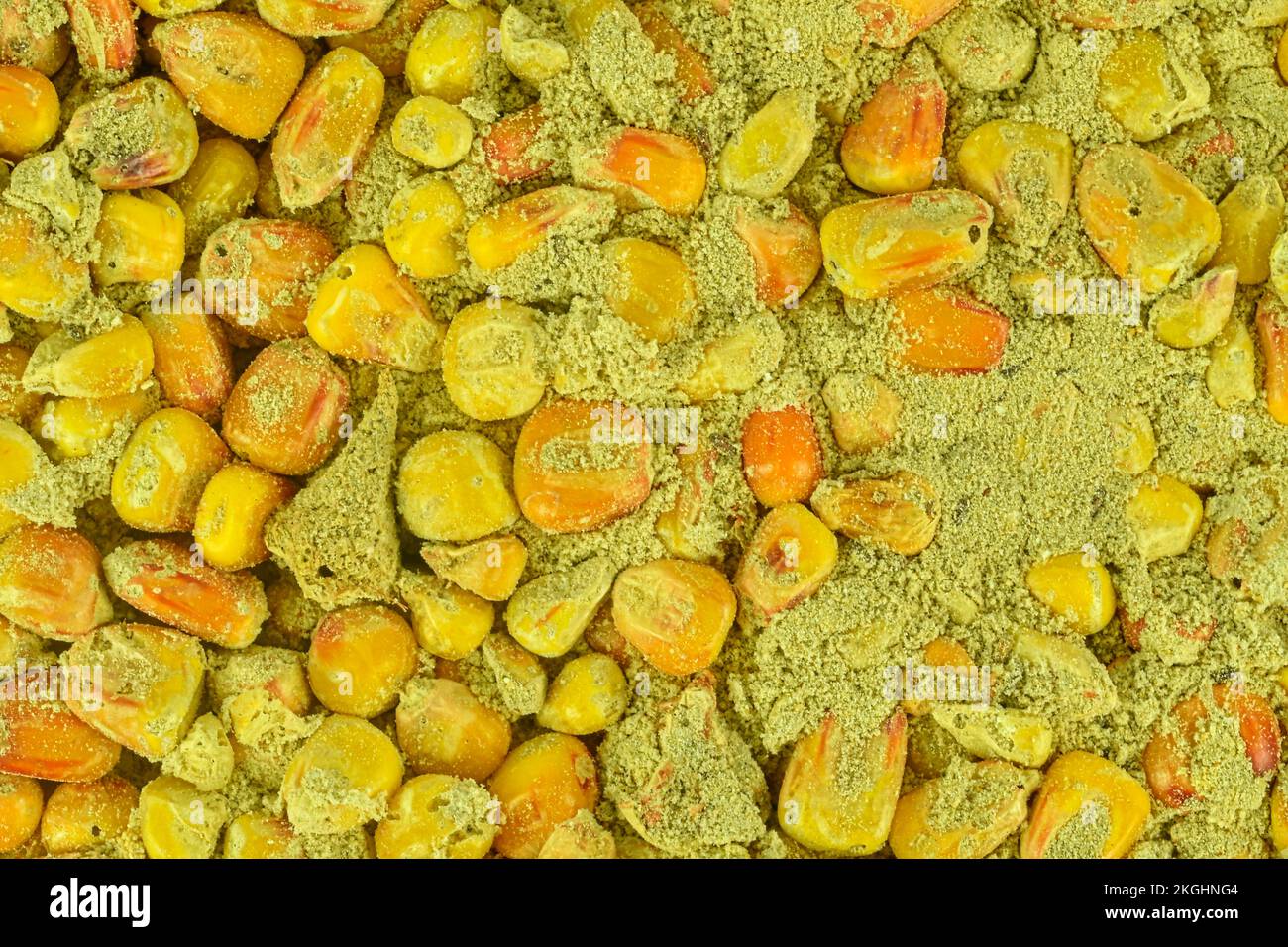 Moldy corn kernels. Aflatoxin - Aspergillus flavus and Aspergillus ...