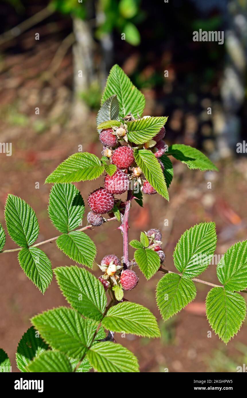 Mysore raspberry, Ceylon raspberry or hill raspberry (Rubus niveus ...