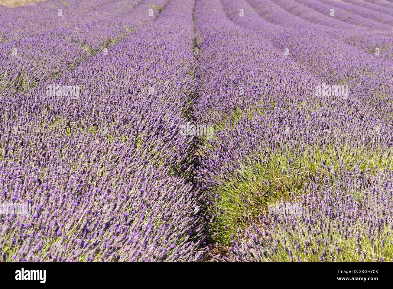 Specialised growers hi-res stock photography and images - Alamy