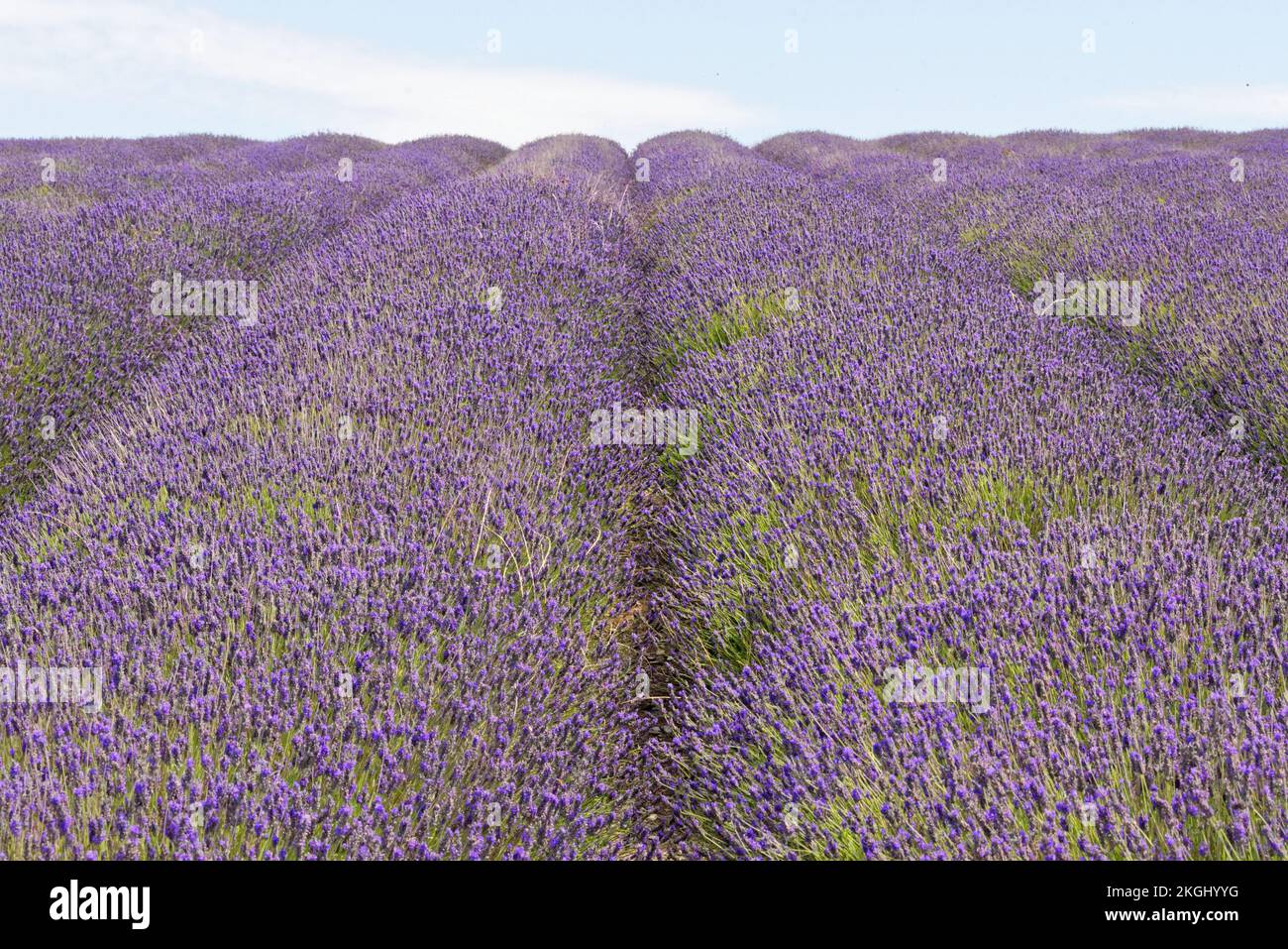 Specialised growers hi-res stock photography and images - Alamy