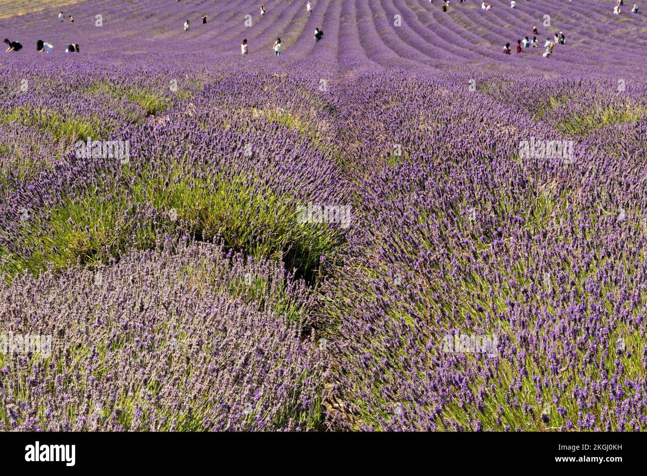 Specialised growers hi-res stock photography and images - Alamy