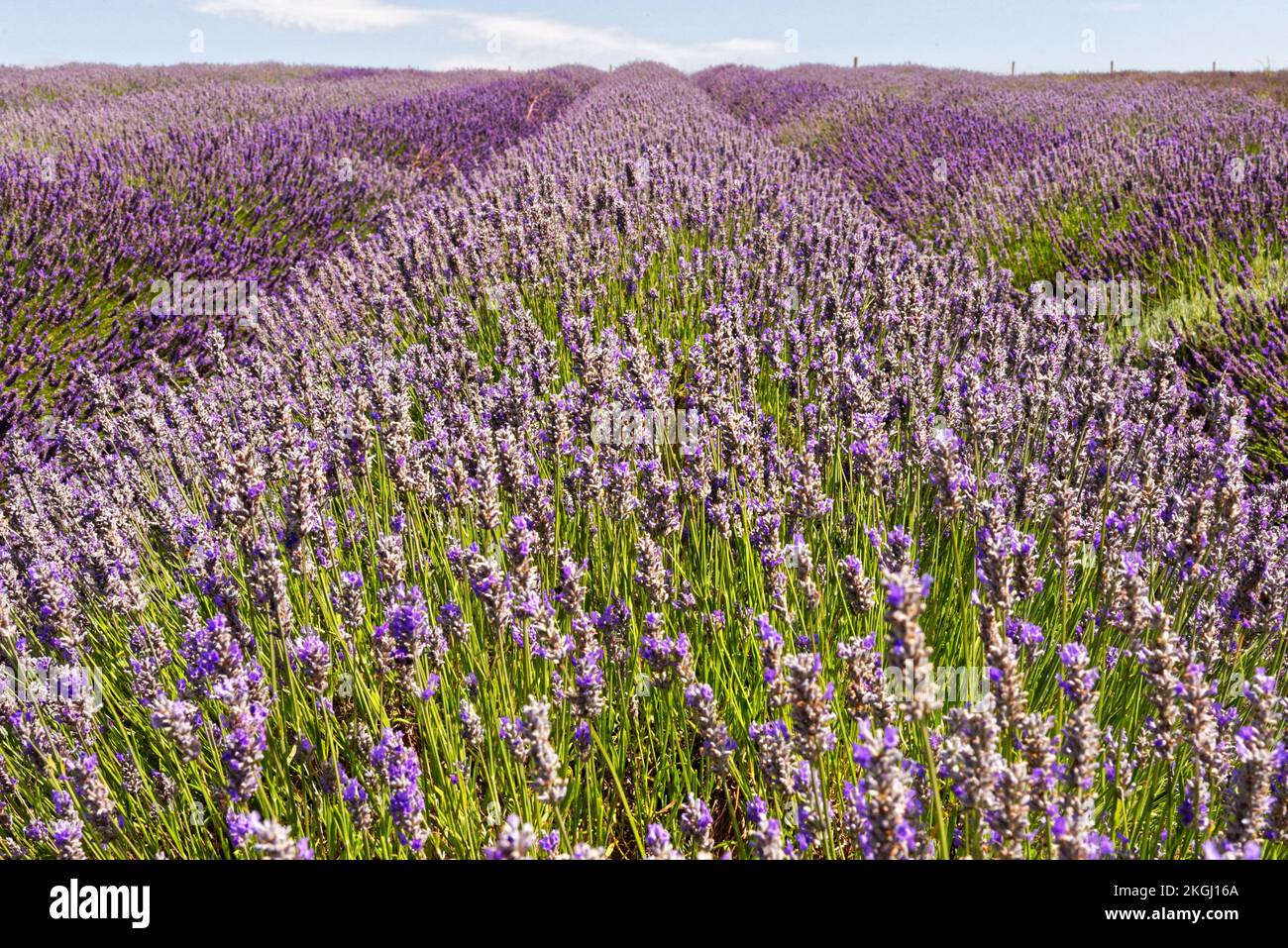 Specialised farming hi-res stock photography and images - Alamy