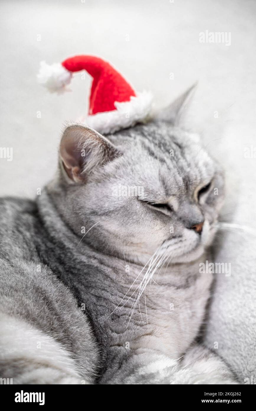 Christmas cat in a red santa hat sits on a white background. Pets ...