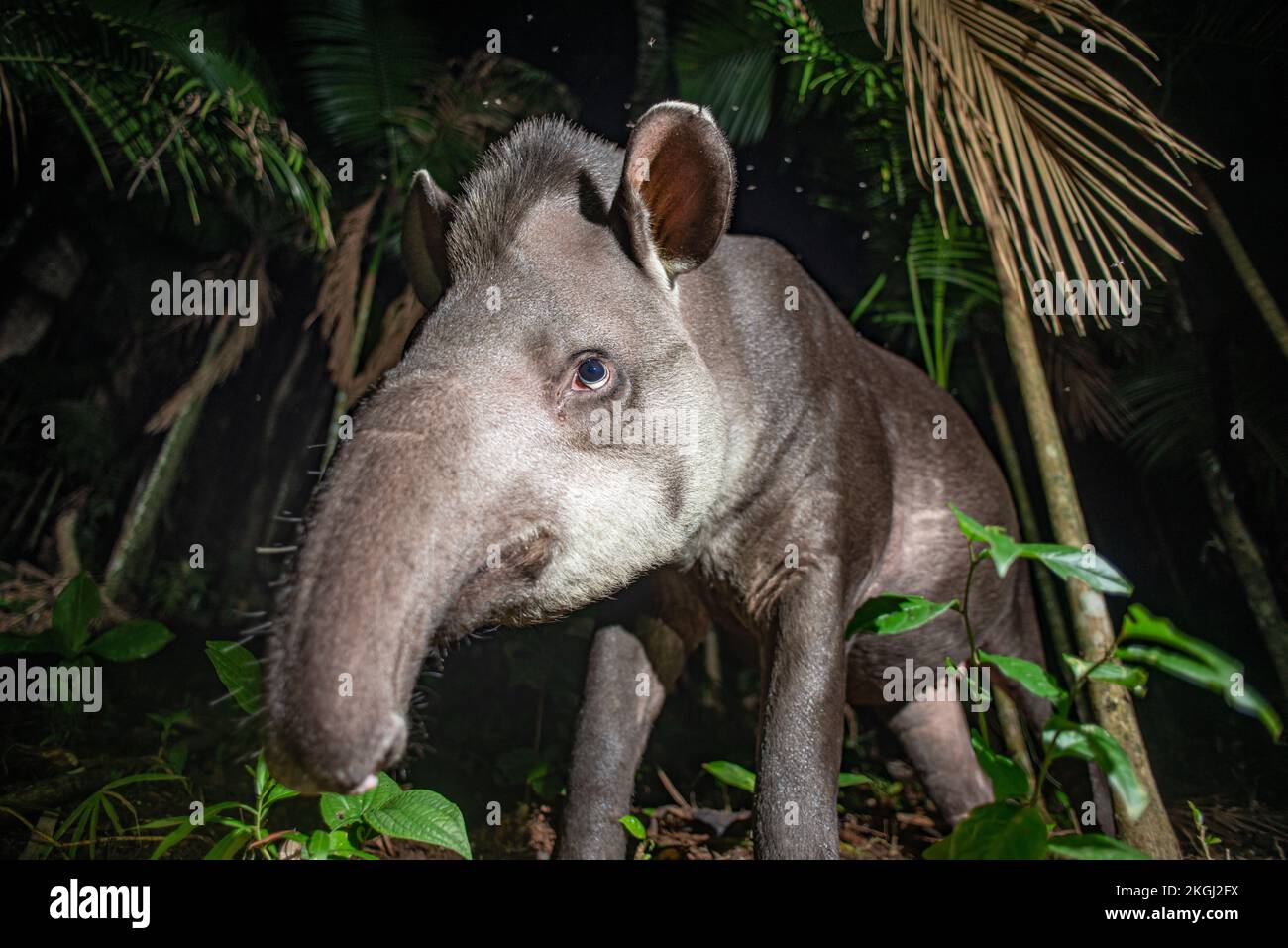 A Lowland Tapir (Tapirus terrestris) from the Atlantic Rainforest of SE ...