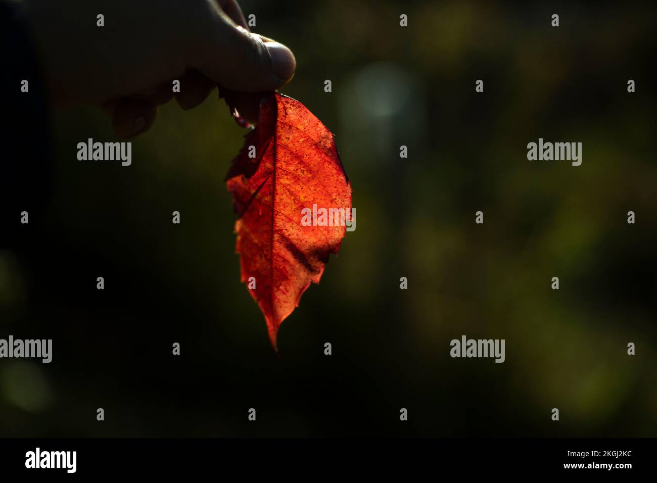 Red leaf in autumn in hand. Autumn colors in nature. Plant in sun ...