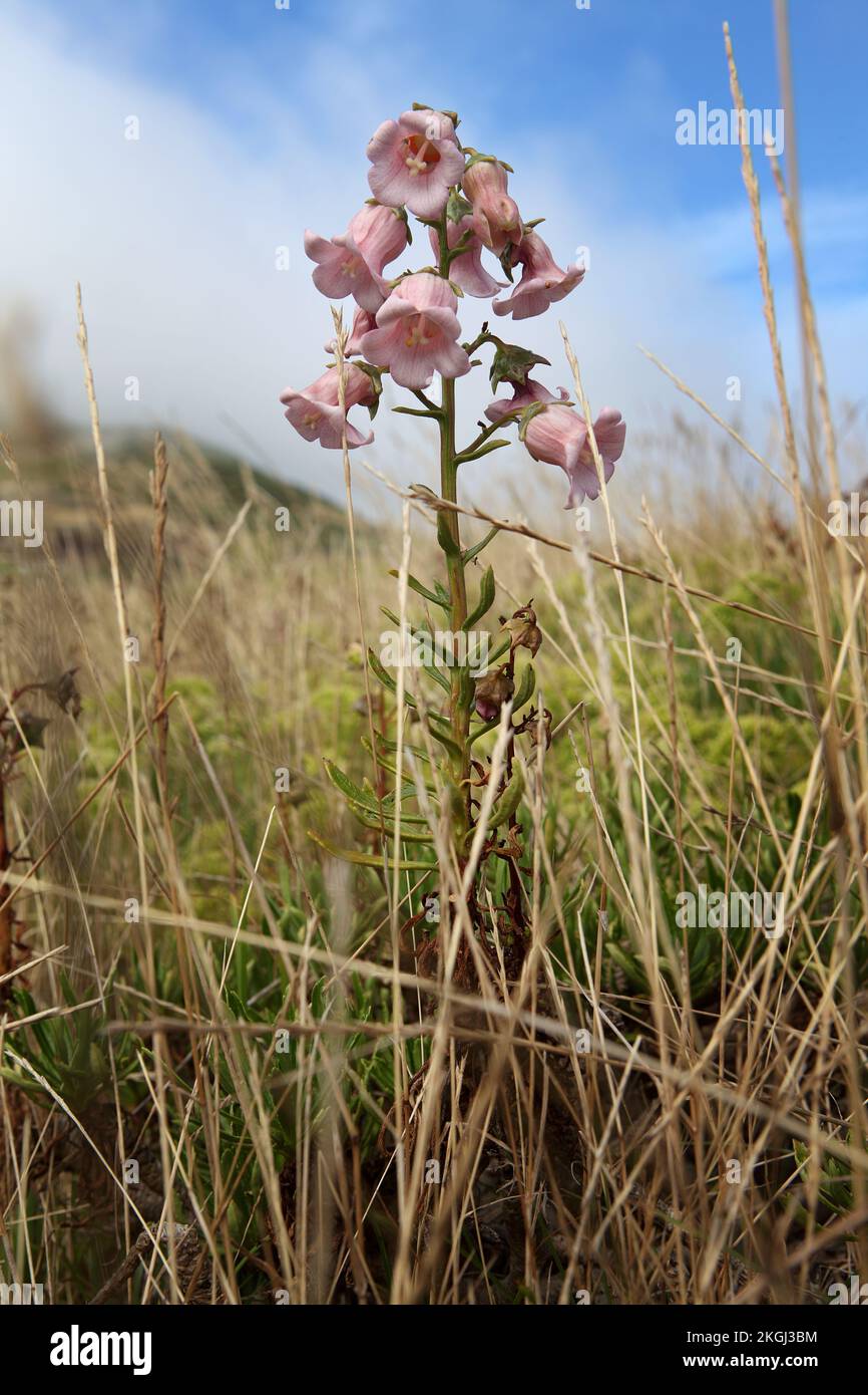 Azorina flower hi-res stock photography and images - Alamy