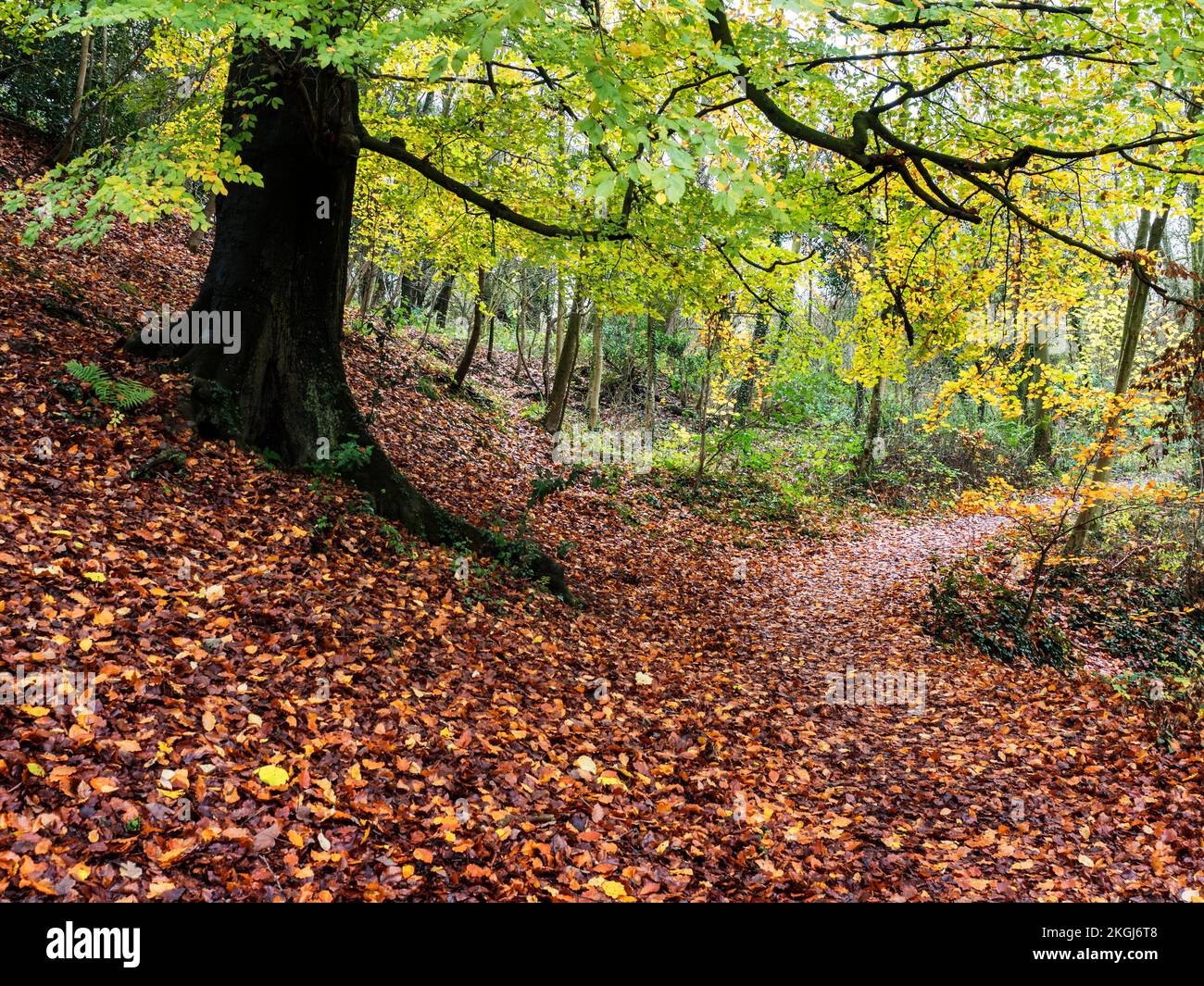 Mackintosh Park in autumn Knaresborough North Yorkshire England Stock ...