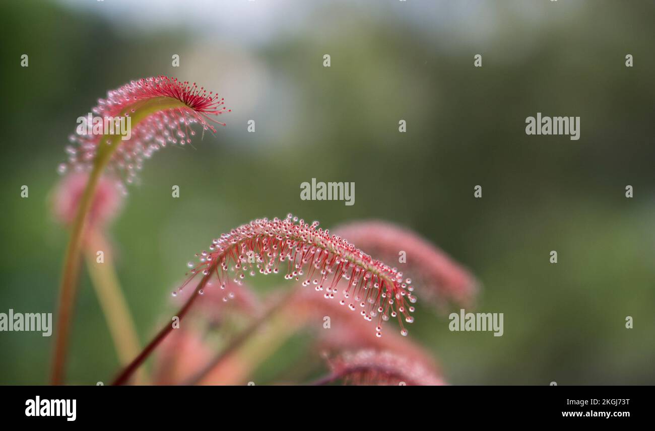 Drosera capensis red, sundew carnivorous plant Stock Photo - Alamy