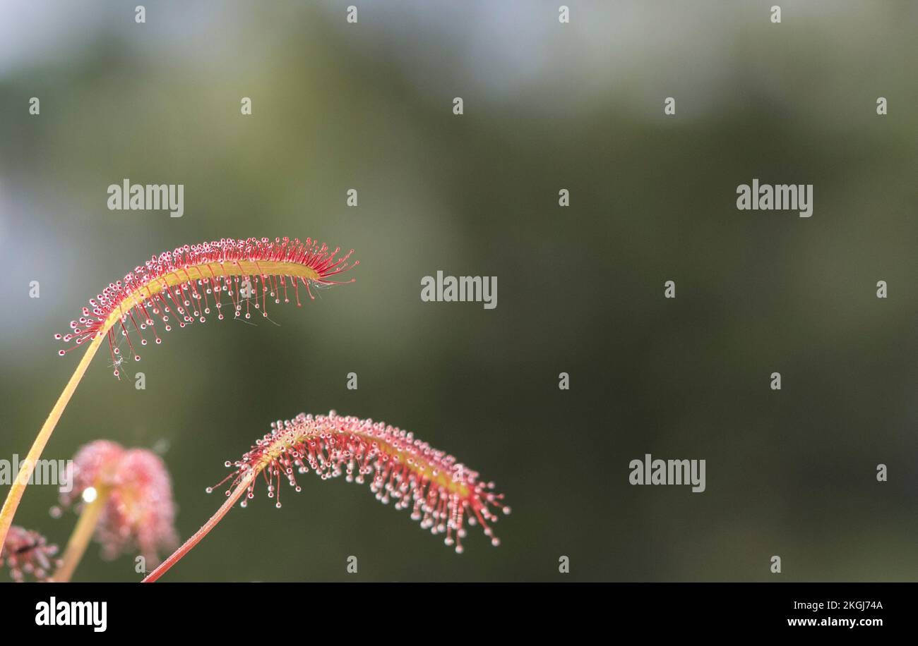 Drosera capensis red, sundew carnivorous plant Stock Photo - Alamy