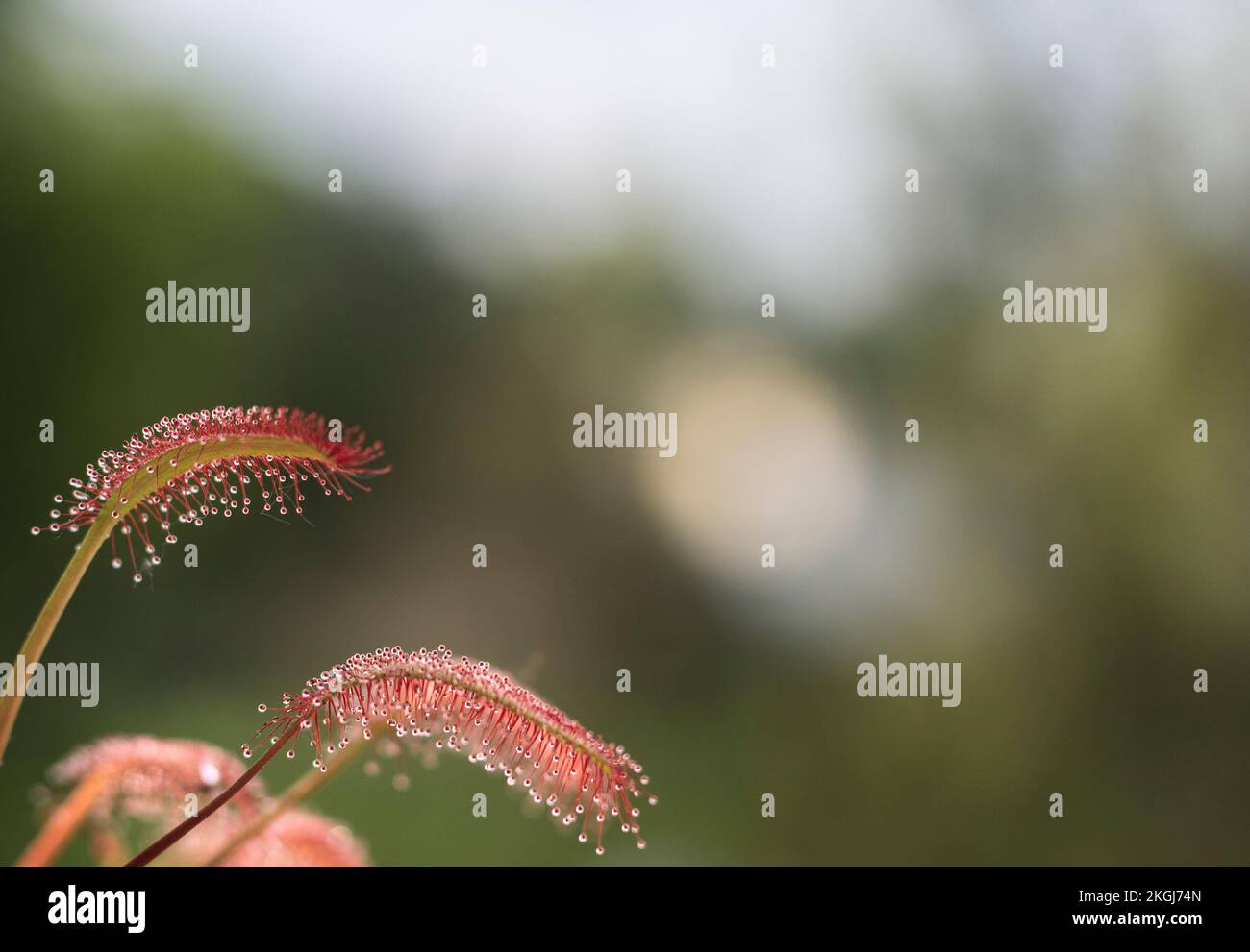 Drosera capensis red, sundew carnivorous plant Stock Photo - Alamy