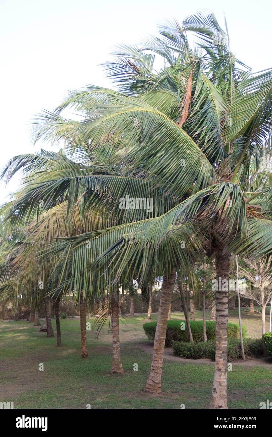 Gardens, Awale Plage Hotel, Grand Popo, Benin Stock Photo - Alamy