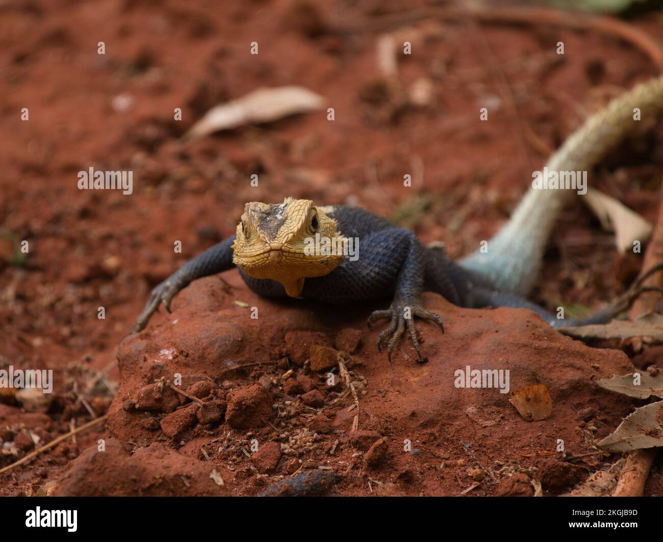 Lionotus hi-res stock photography and images - Alamy